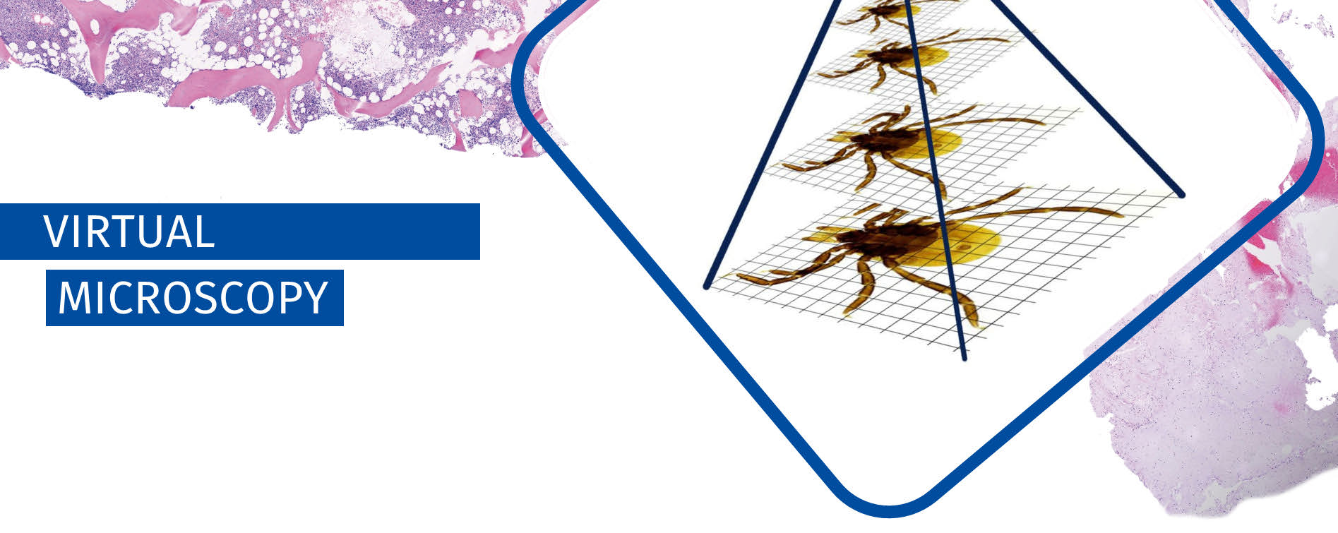 Virtual microscopy - Smart In Media AG