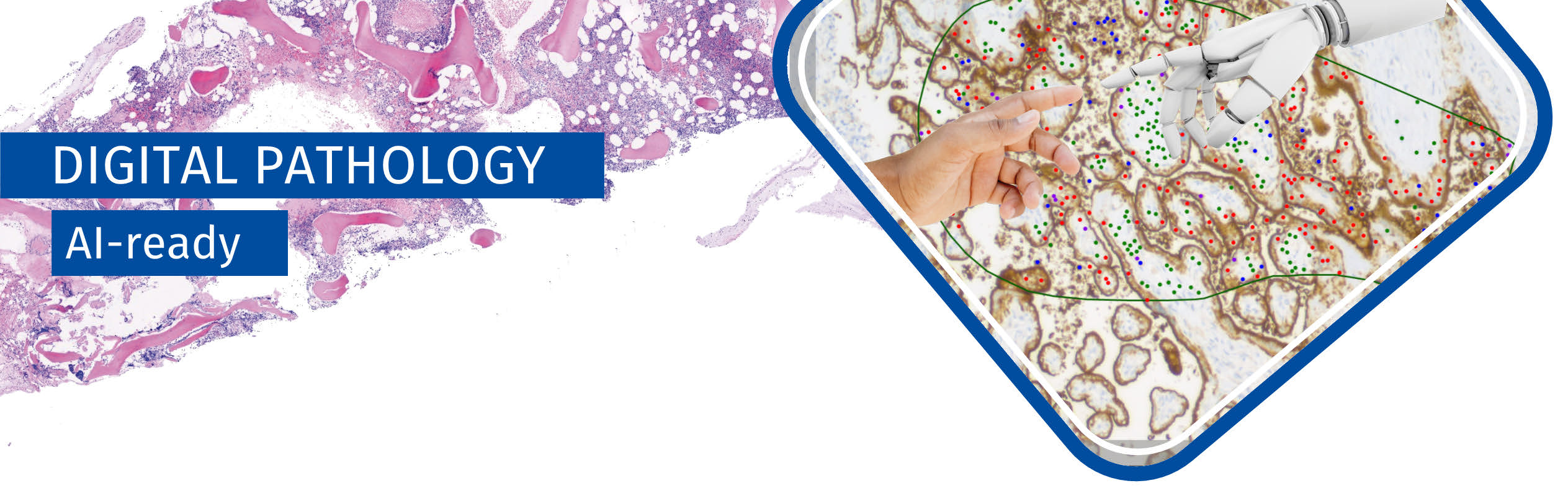 Smart In Media AG – Your specialist partner for digital pathology