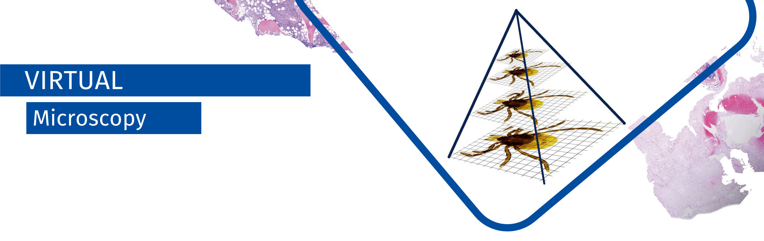 Virtual microscopy - Smart In Media AG